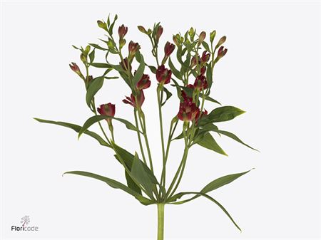 Warning! Pre-order mode is active