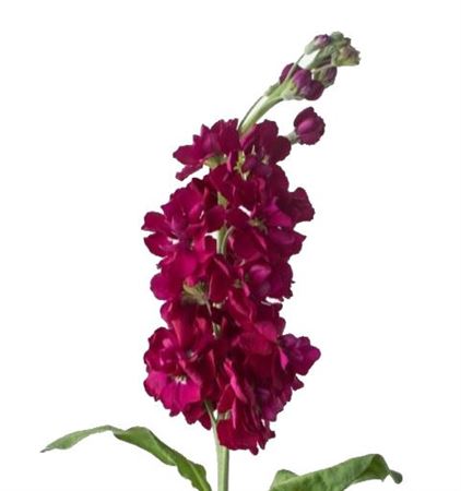Matthiola Red