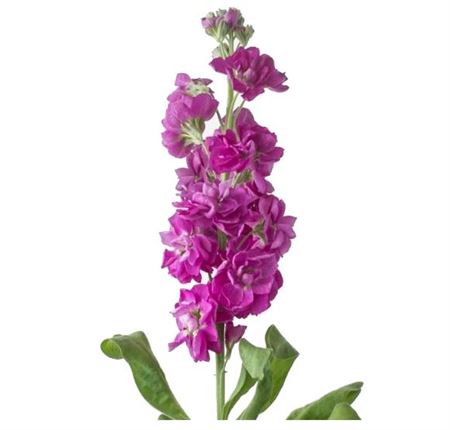 Matthiola Cerise