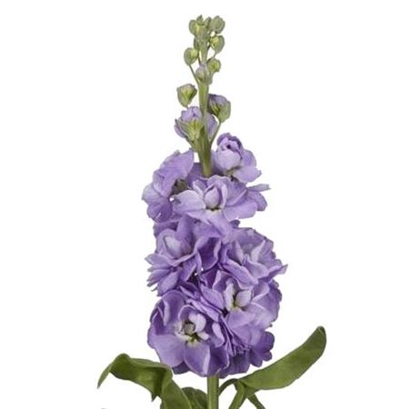 Closes midnight before buying day