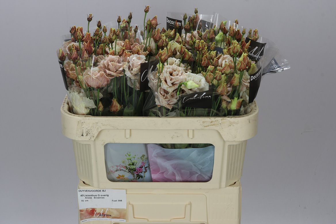 Eust Du Alissa Brownies