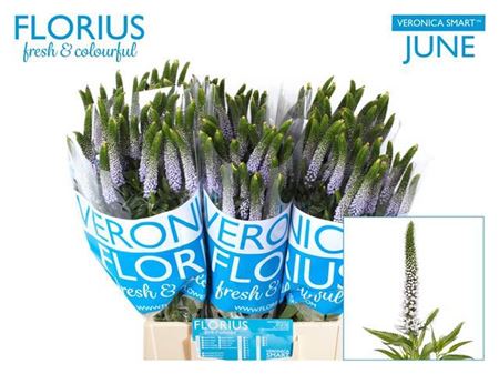 Warning! Pre-order mode is active