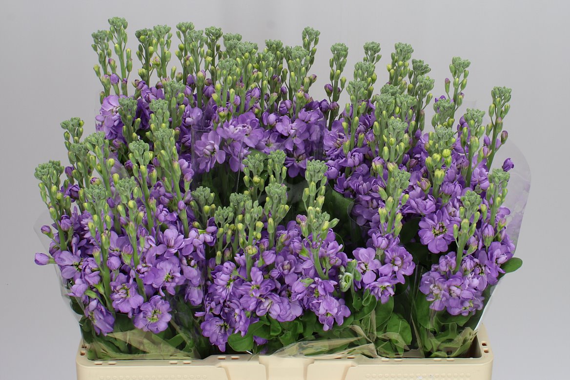 Matthiola Champagne